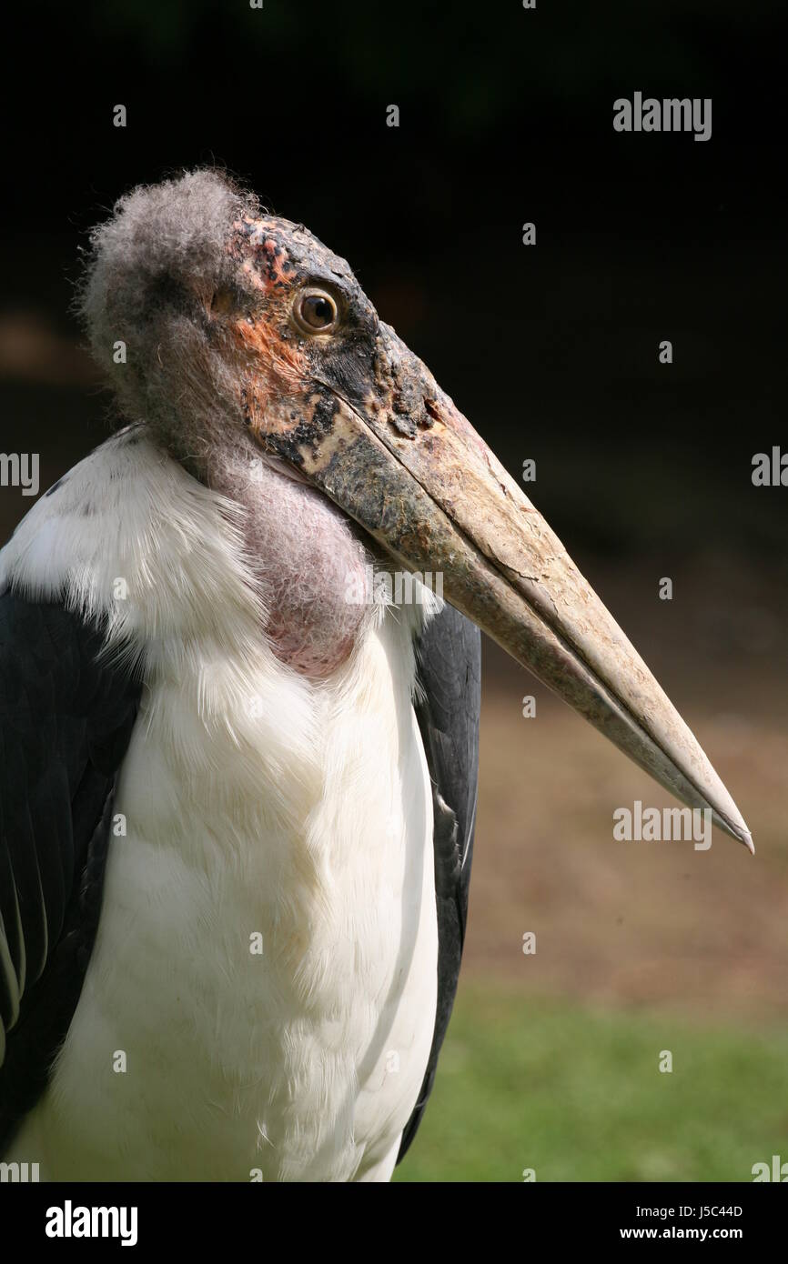 bird birds feathers beak scavenger feathering striking beaks marabou beauty Stock Photo - Alamy