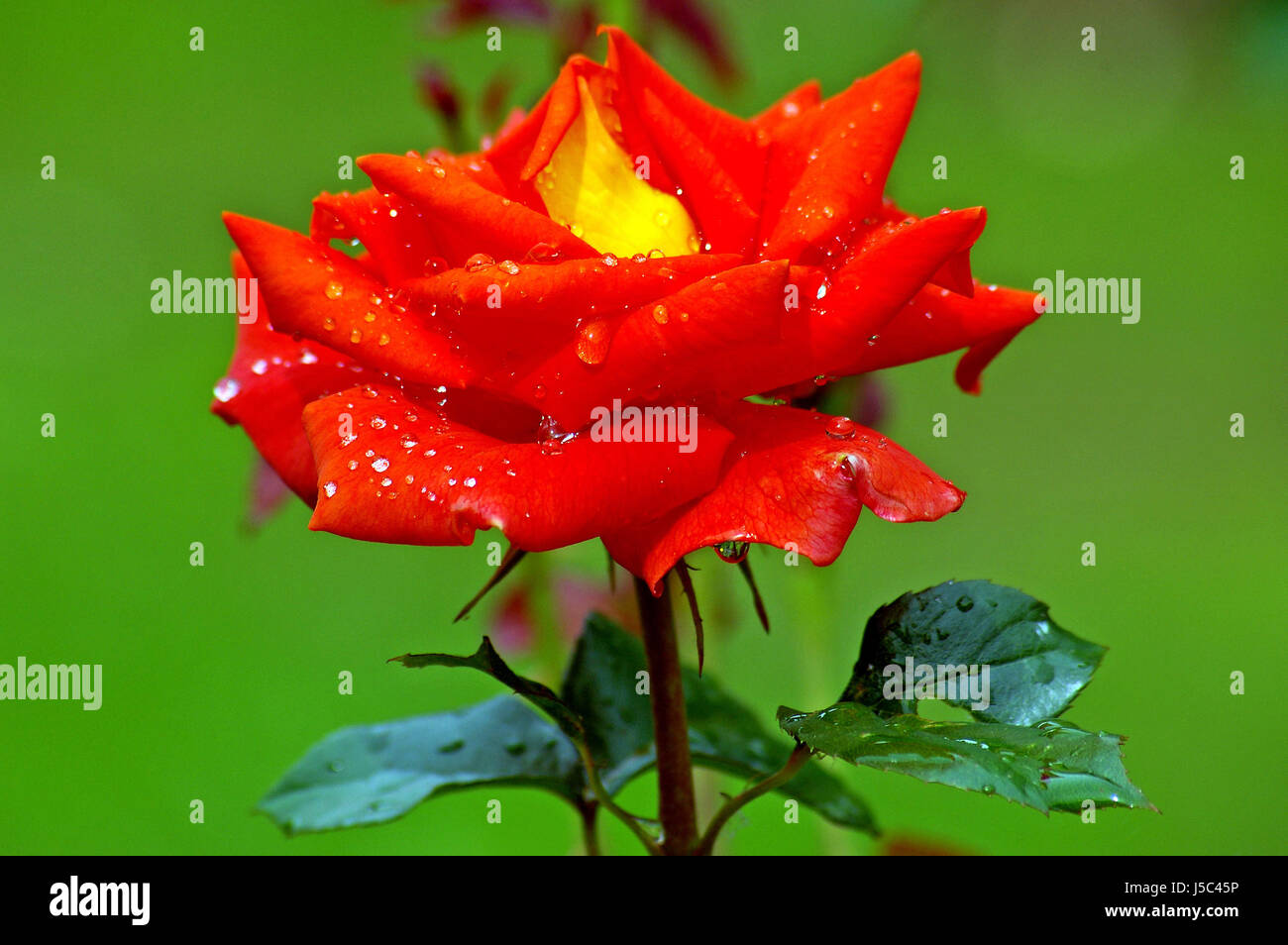 Monica rose hi-res stock photography and images - Alamy