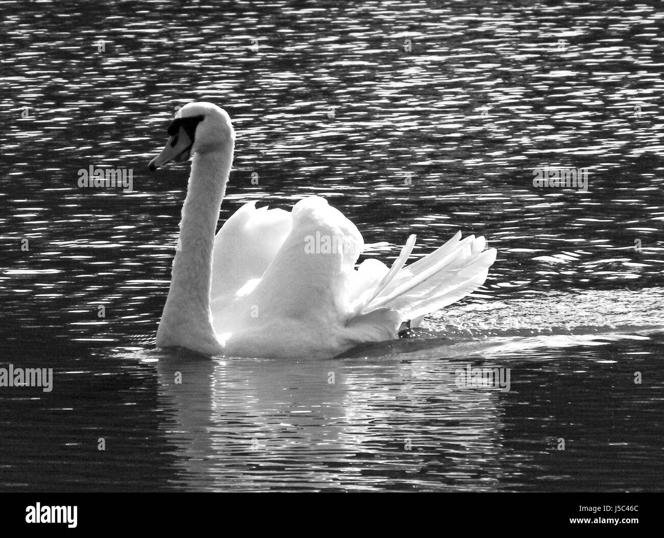 shine shines bright lucent light serene luminous bird bw swan birds ...