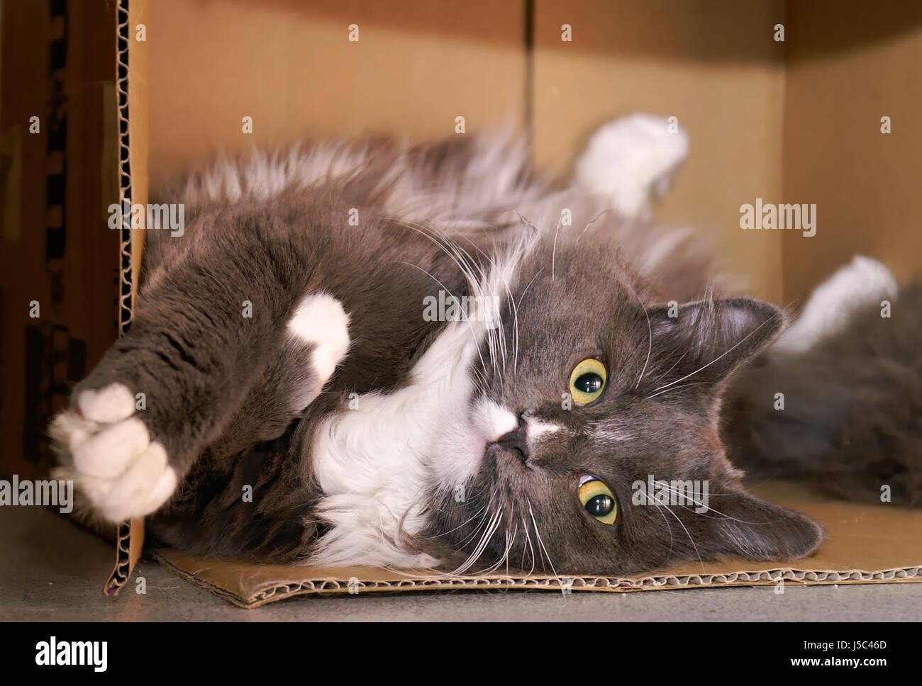 cat in box Stock Photo - Alamy