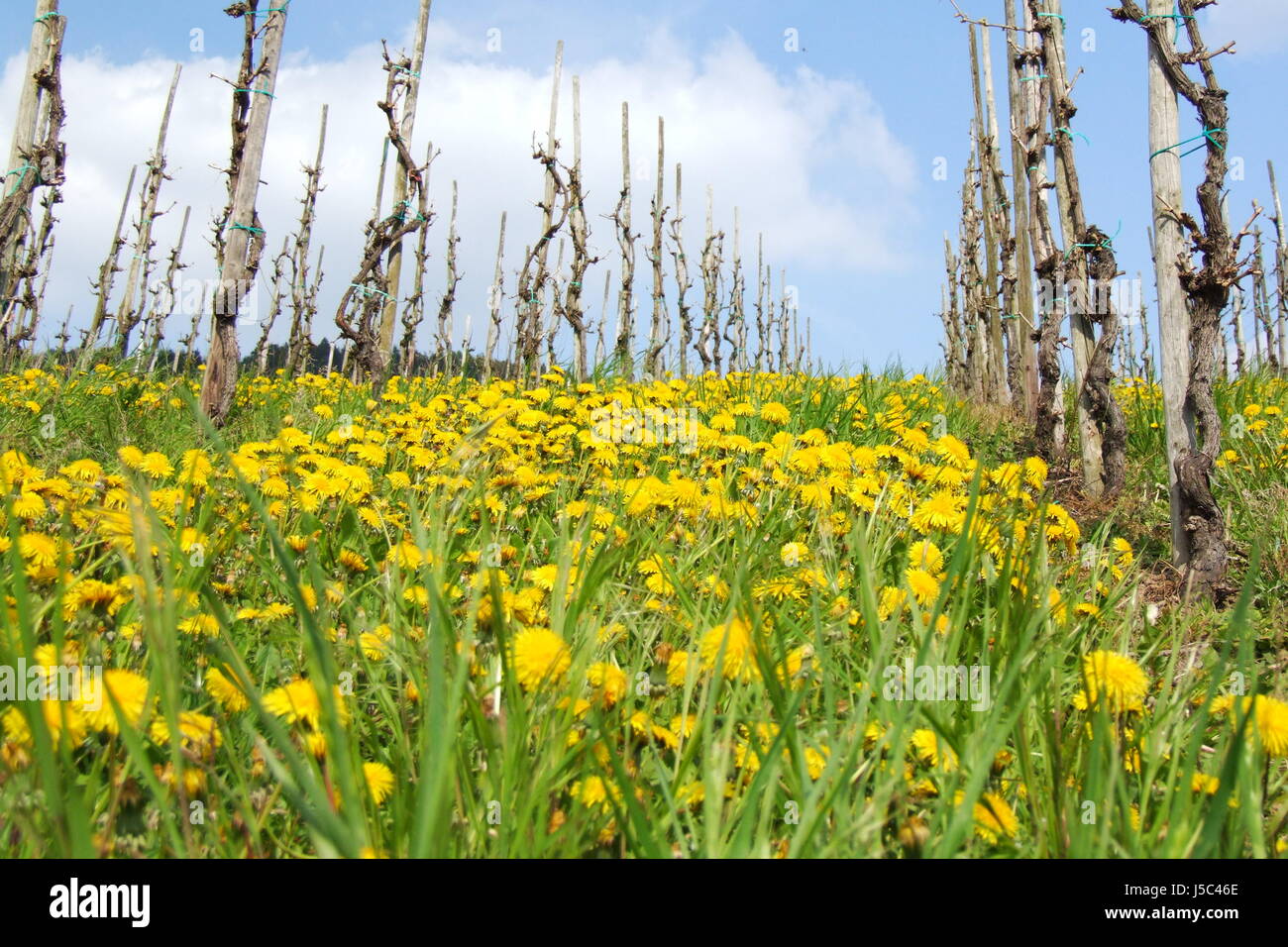 worms eye flower plant green bloom blossom flourish flourishing flowers ...