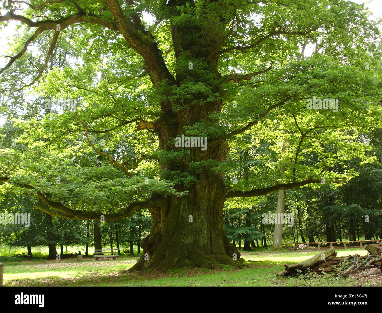tree,national park,oak,bark,natural monument,old,stieleiche ...