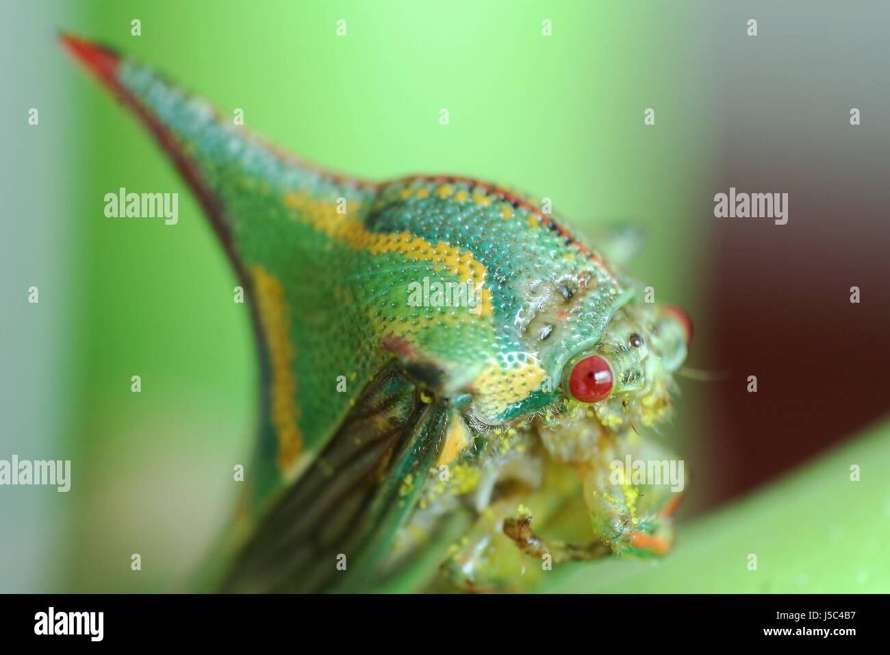 insect green eyes beetle wing sting cicada yellow stripes stripe ...