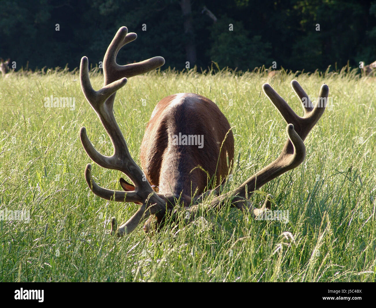 Platzhirsch hi-res stock photography and images - Alamy
