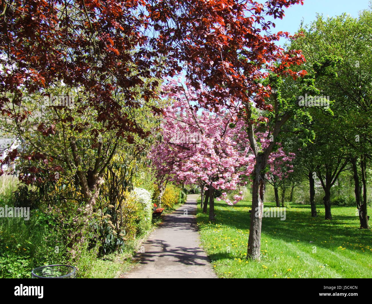 colour tree trees park green coloured colourful gorgeous multifarious ...