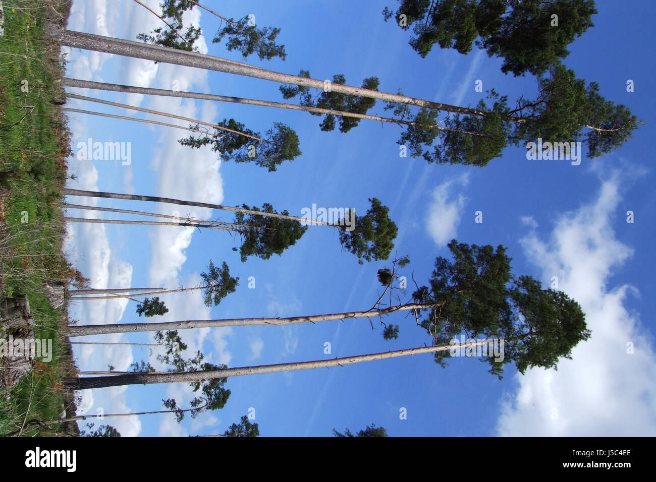 blue shine shines bright lucent light serene luminous tree trees lights ...