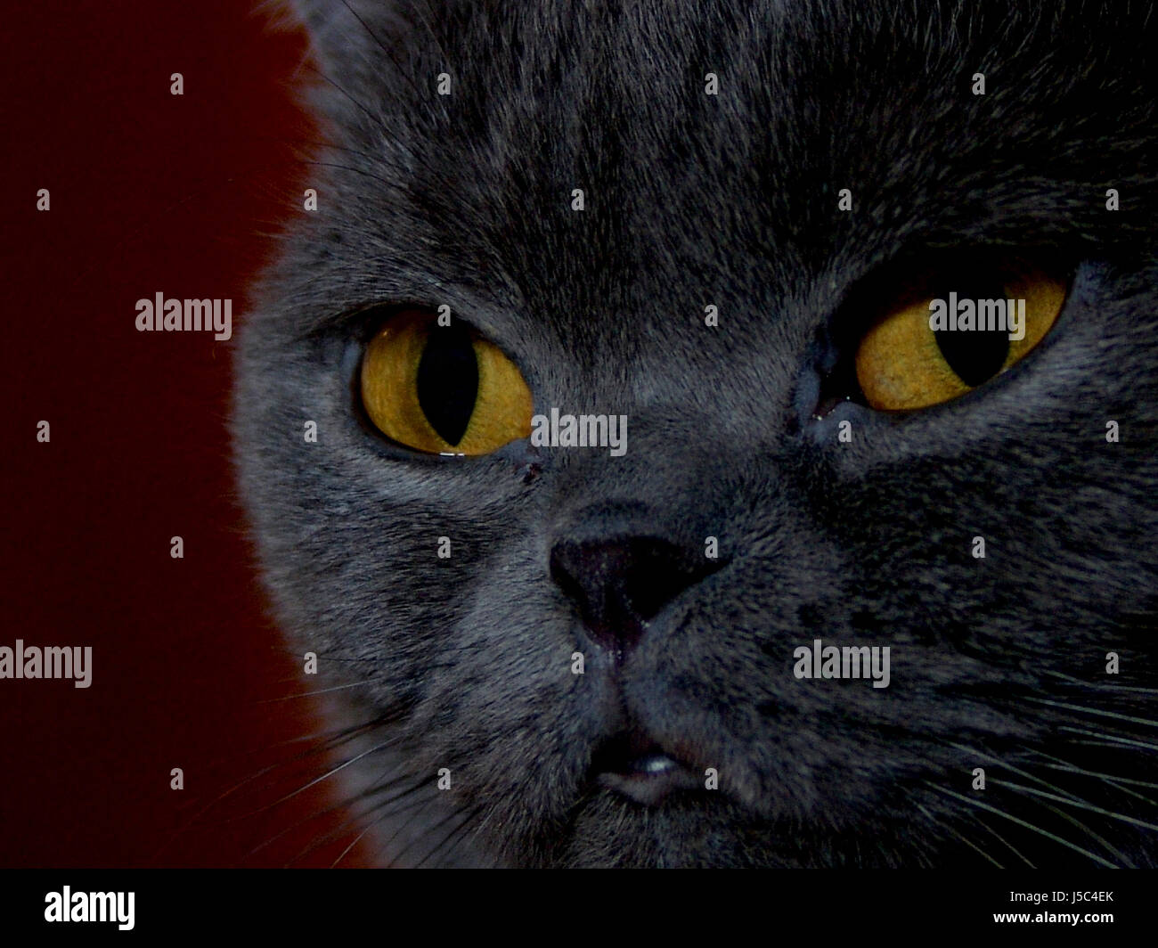 Daring cat hi-res stock photography and images - Alamy