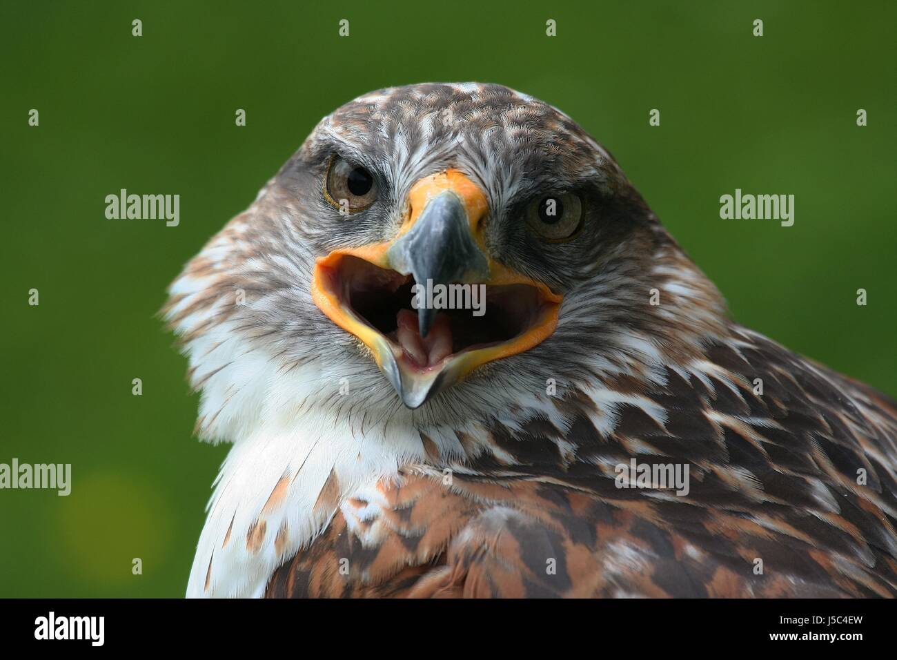 flight bird hunter birds raptor hunt feathers beak falconry buzzard ...