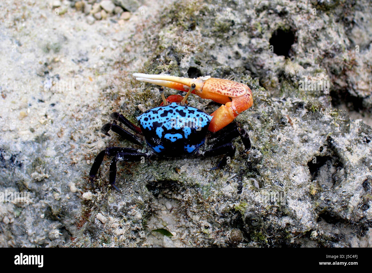 a beautiful back Stock Photo - Alamy