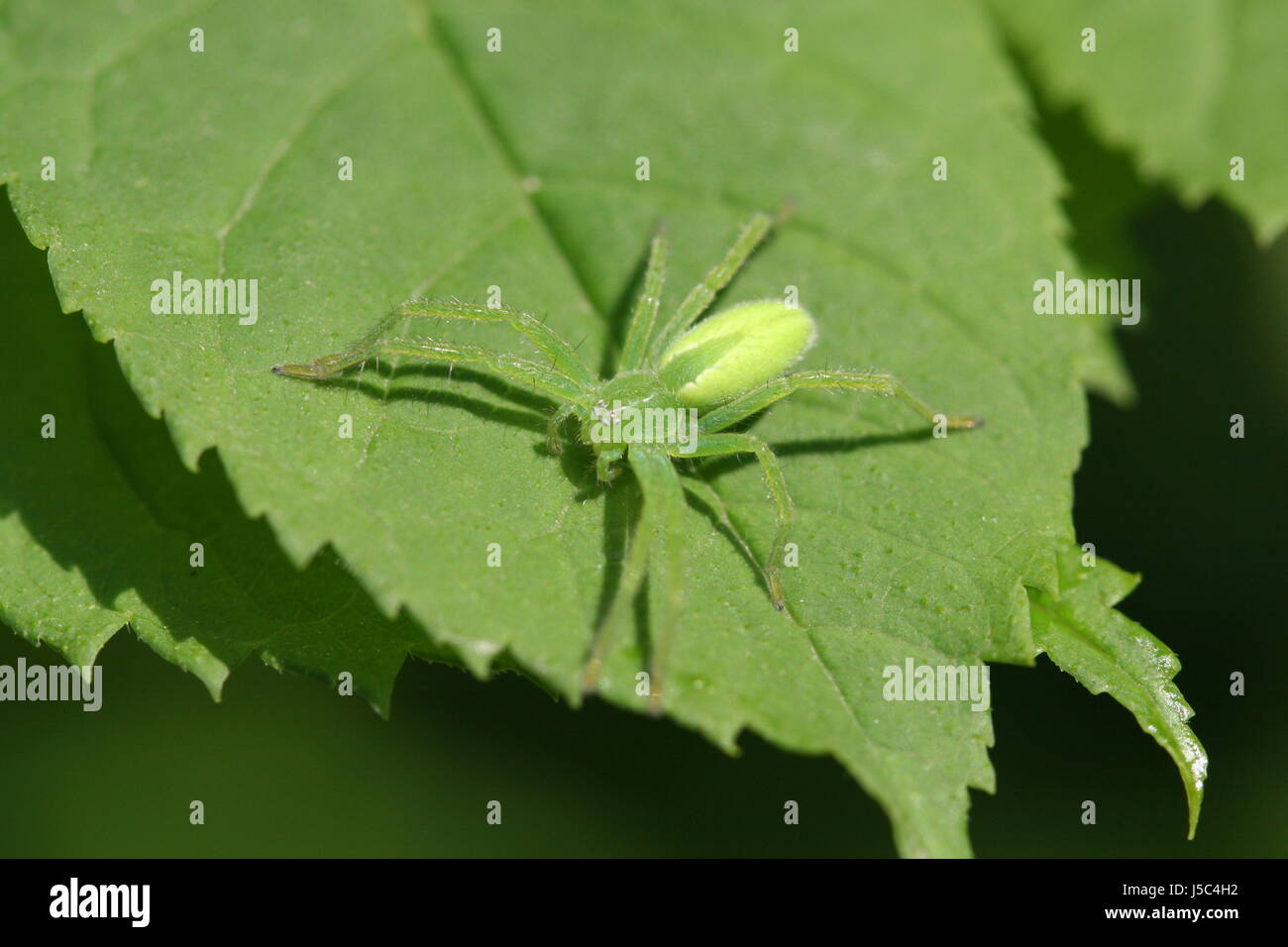 green huntsman spider (female Stock Photo - Alamy