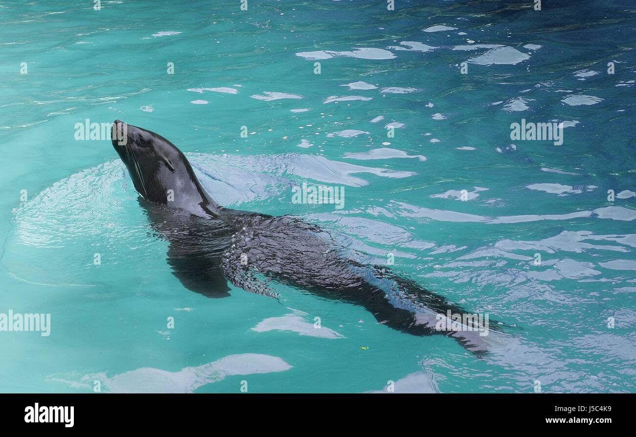 water north sea salt water sea ocean hairs wet beard seal fins float ...