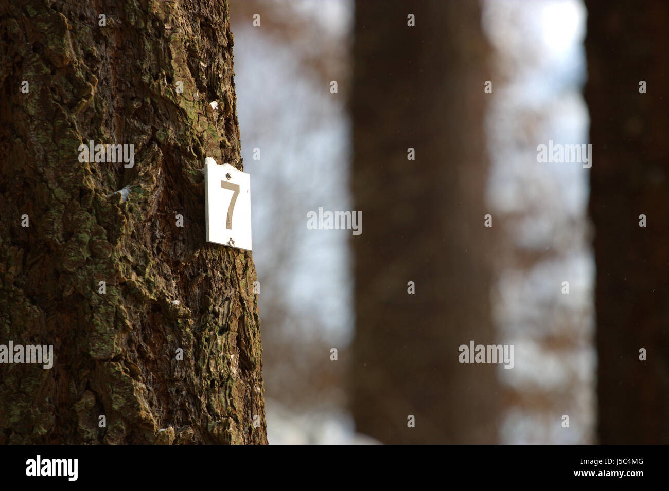 wood raw material fuel marking seven firewood number identification raw ...