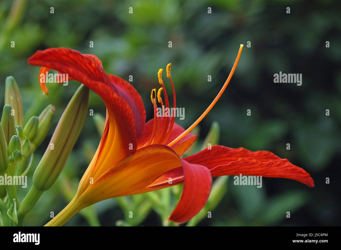 Bahnwrterlilie hi-res stock photography and images - Alamy