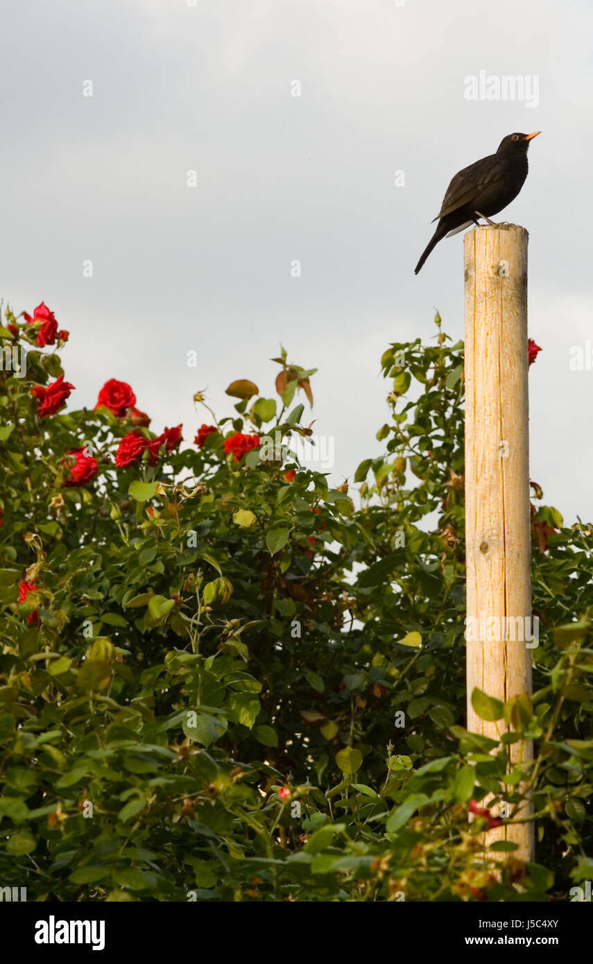 wait waiting garden plant bird flower rose flowers birds guard look ...
