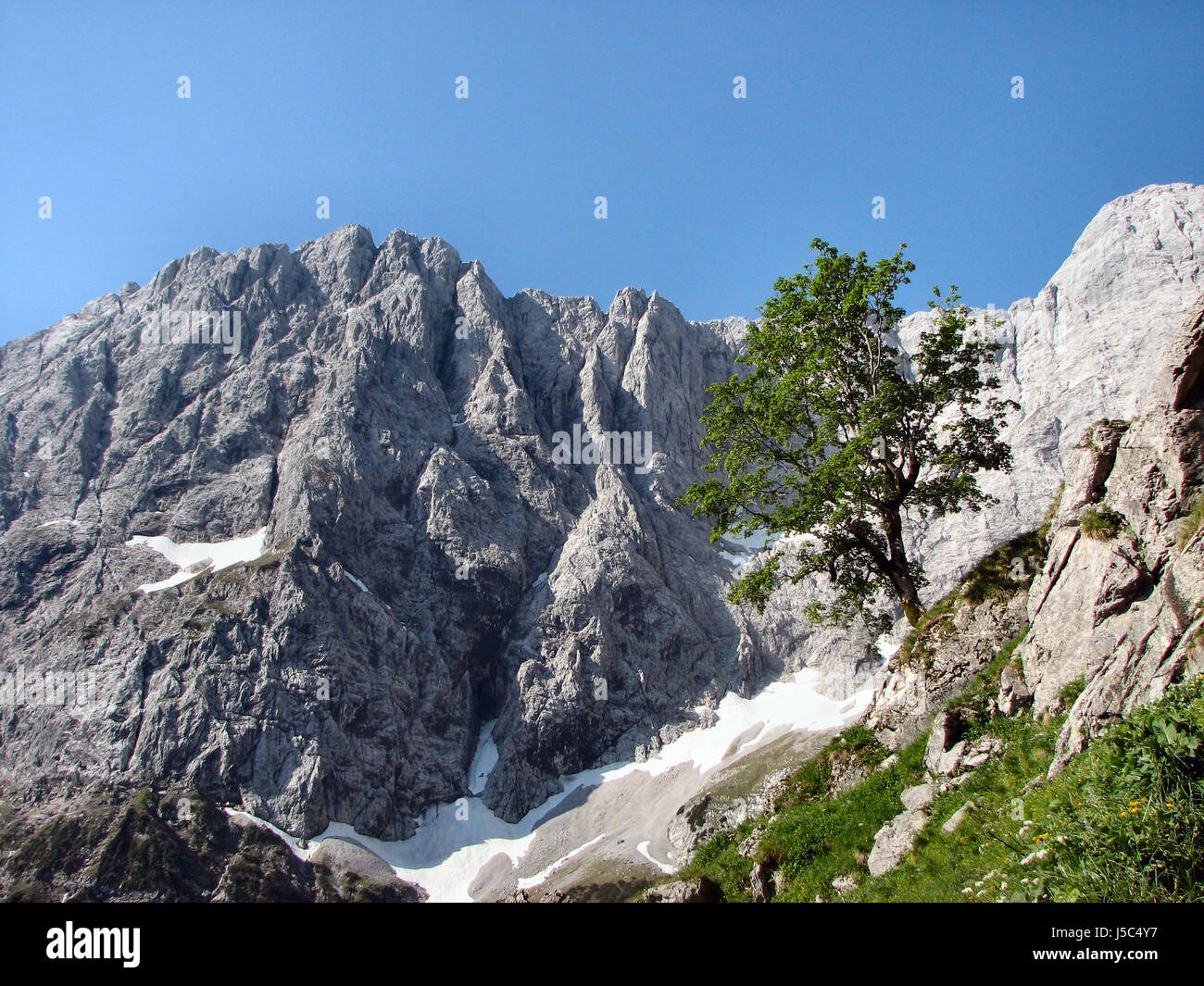 blue tree stone leaves deciduous tree alps rock scree alpine growth ...