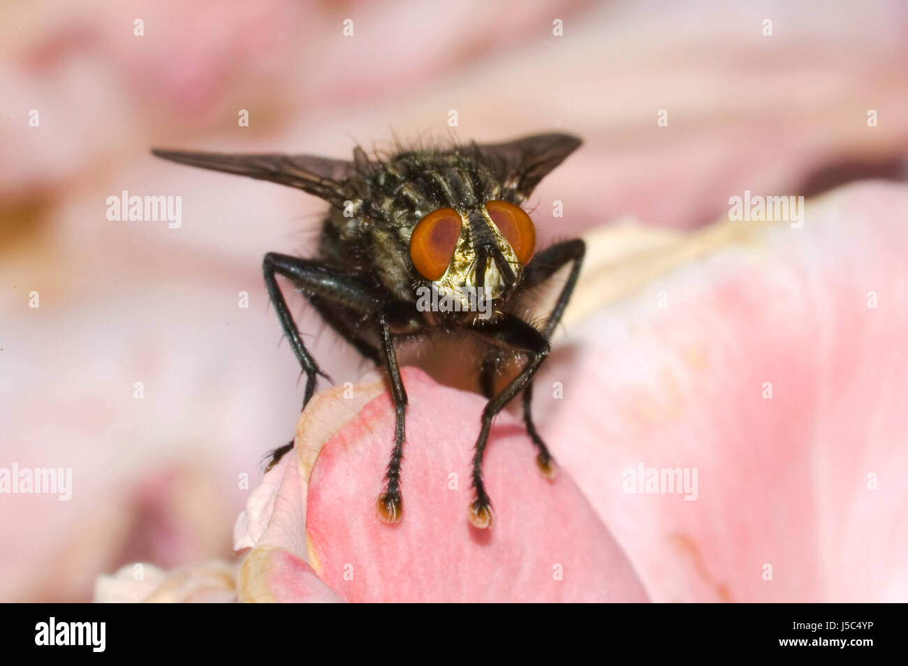 plant flies animal insect flower rose insects bloom blossom flourish ...