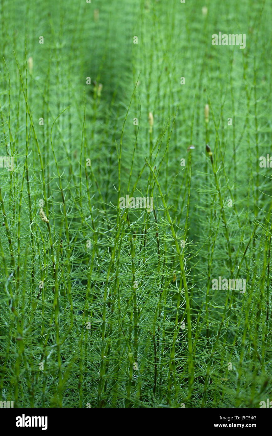 green swamp field stalk aquatic plant blade filigree fragile horse tail ...