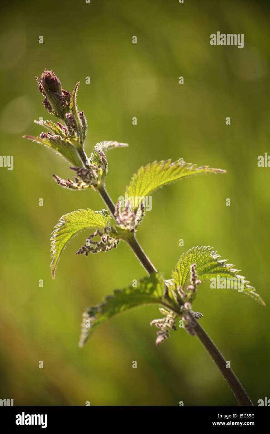 green flora weed plant stinging nettle herb nettle meadow nature urtica ...