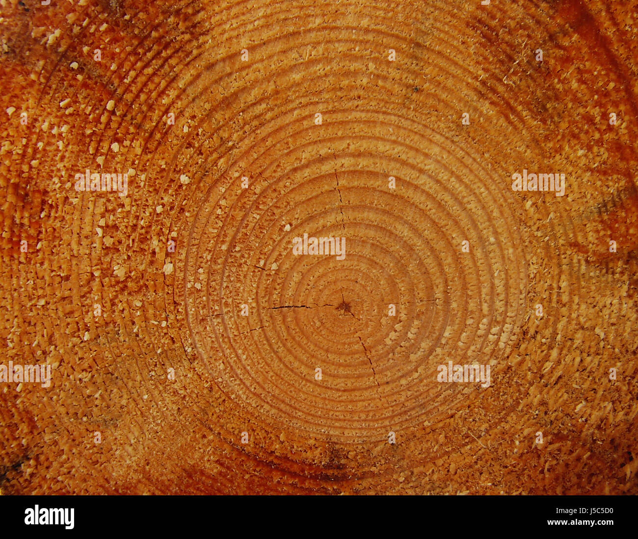 death tree wood cross-section snag lumbers block of wood log of wood ...