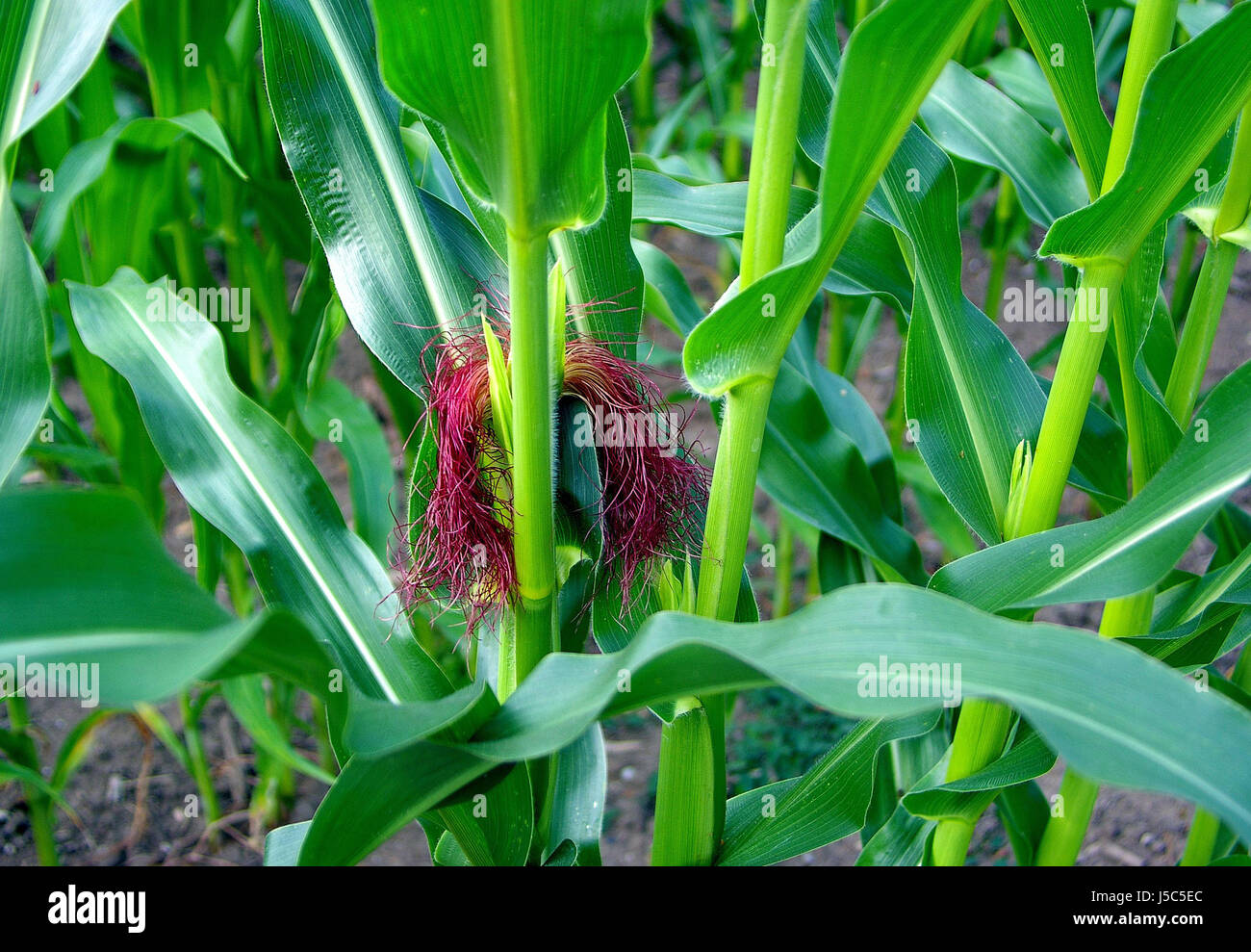 Coiffed hi-res stock photography and images - Alamy