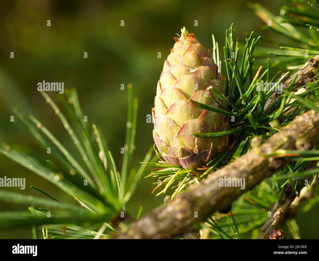 Conifer needles litter hi-res stock photography and images - Alamy