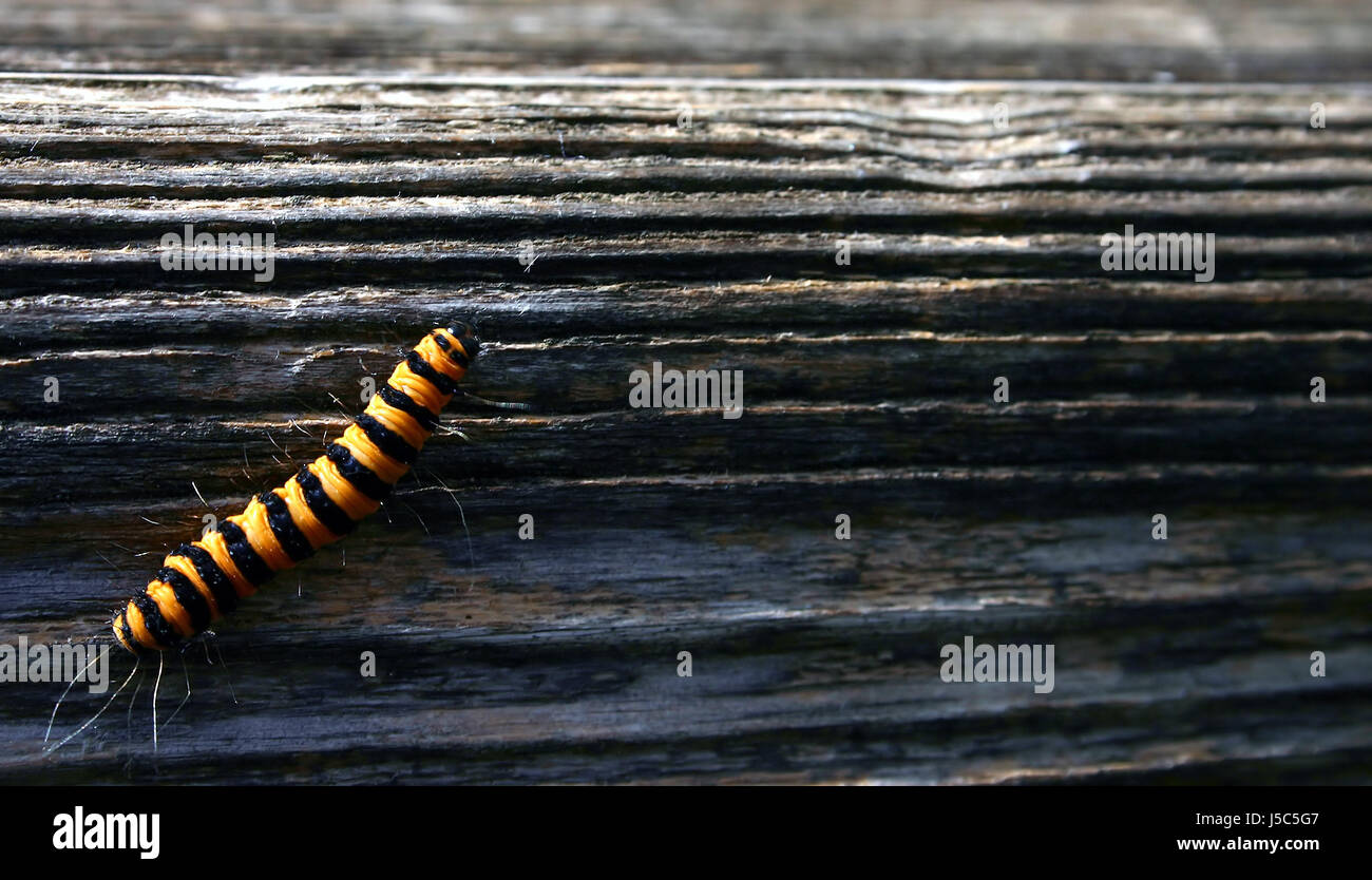 rise of a caterpillar Stock Photo - Alamy