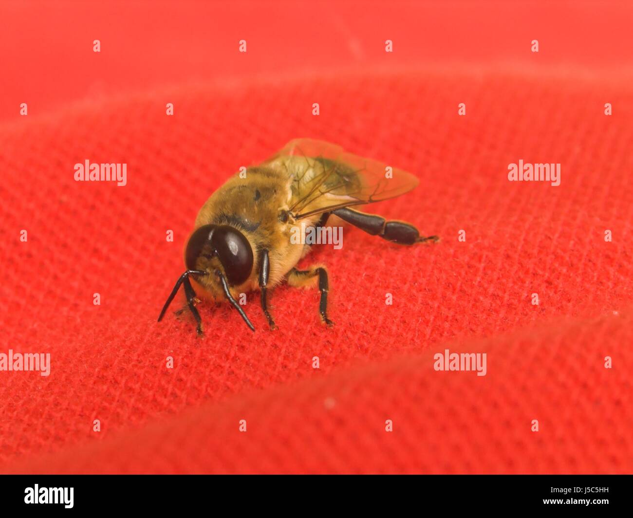 animal insect bumblebee wing antenna put sitting sit tissue red nature ...