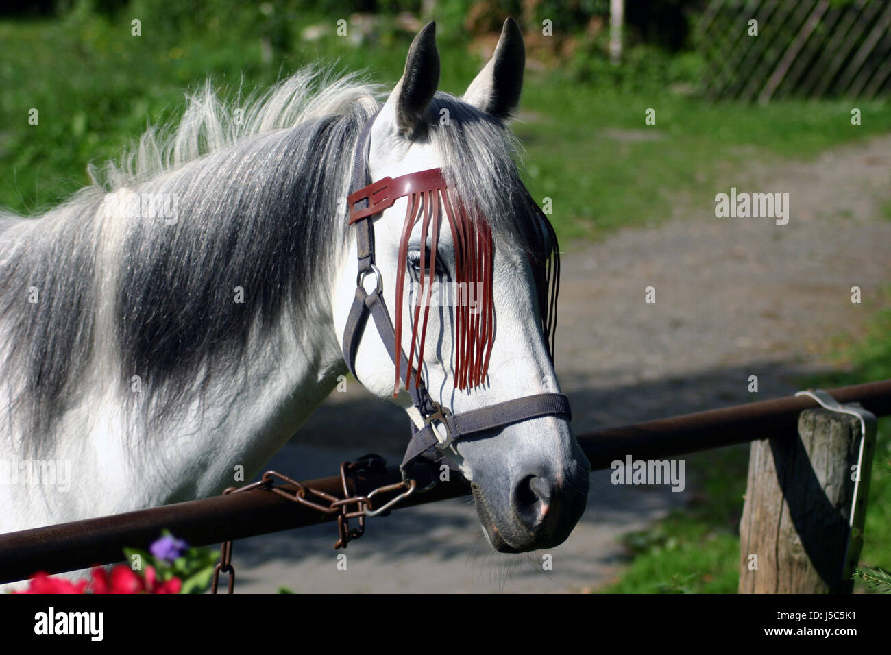 ride horse achievement spring bouncing bounces hop skipping frisks ...