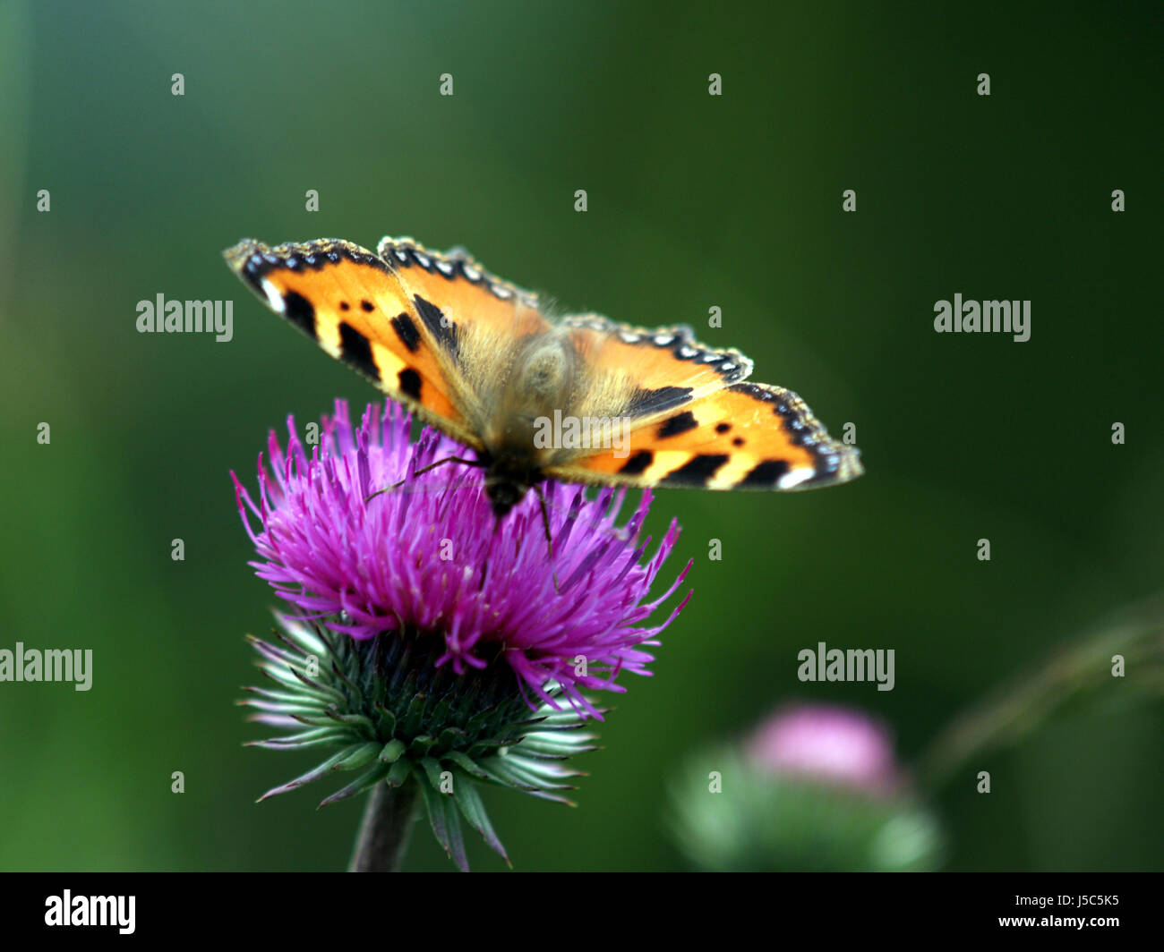 insect flower plant insects butterfly alps purple orange alpine flora ...