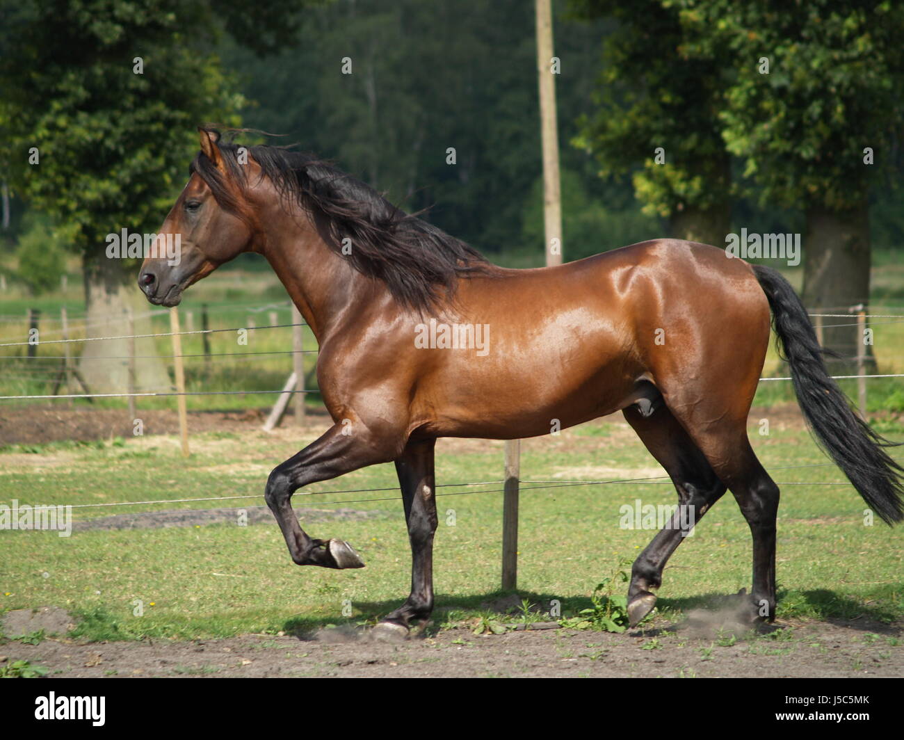 Pre horses hi-res stock photography and images - Alamy