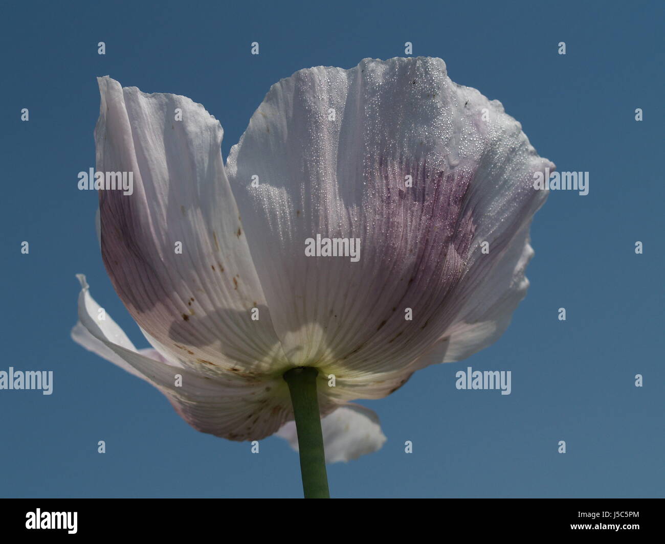edible poppy seeds Stock Photo - Alamy