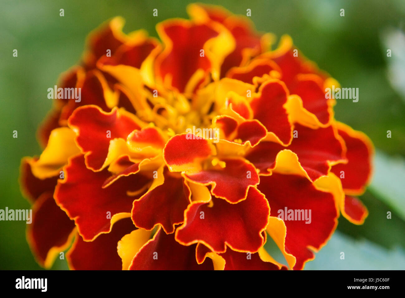 petals,compositae,summer flower,french marigold,orange,red,tagetes ...