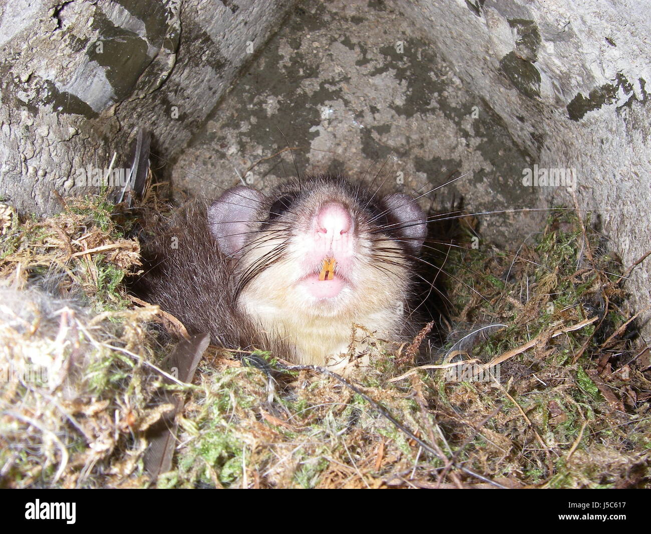 Bilch hi-res stock photography and images - Alamy