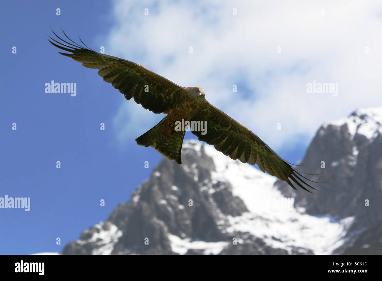 mountains flight bird alps summit austrians eye organ birds raptor wing ...
