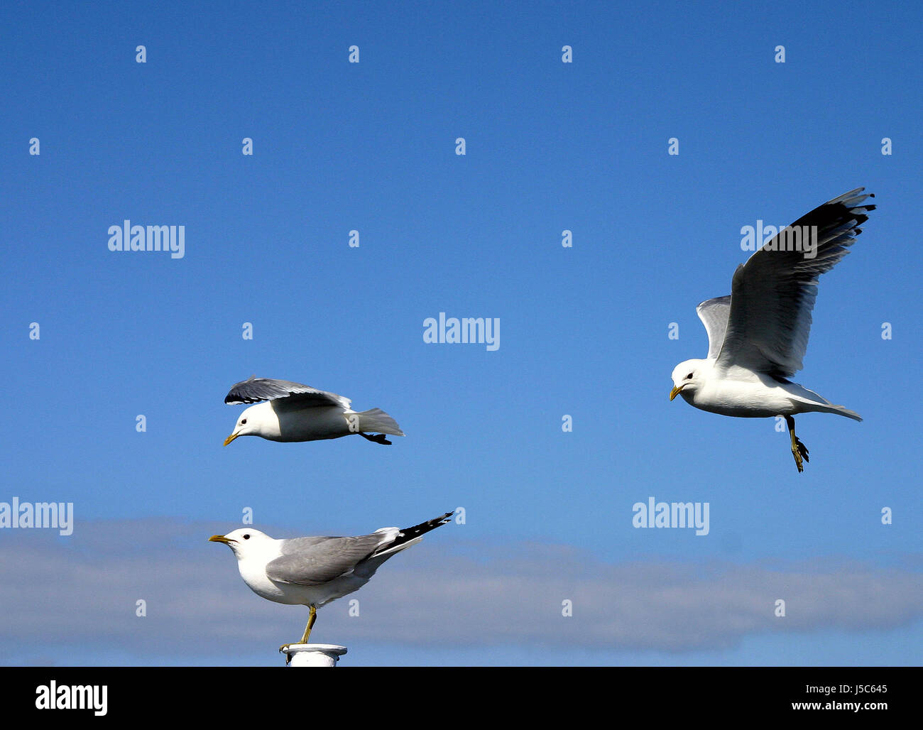 blue flight water north sea salt water sea ocean azure approach ...