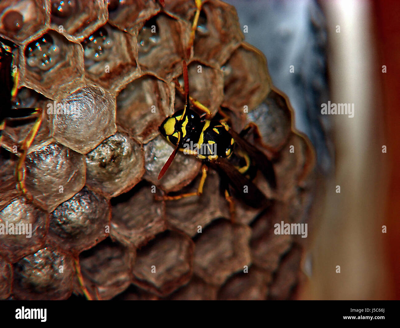 Mothball hi-res stock photography and images - Alamy