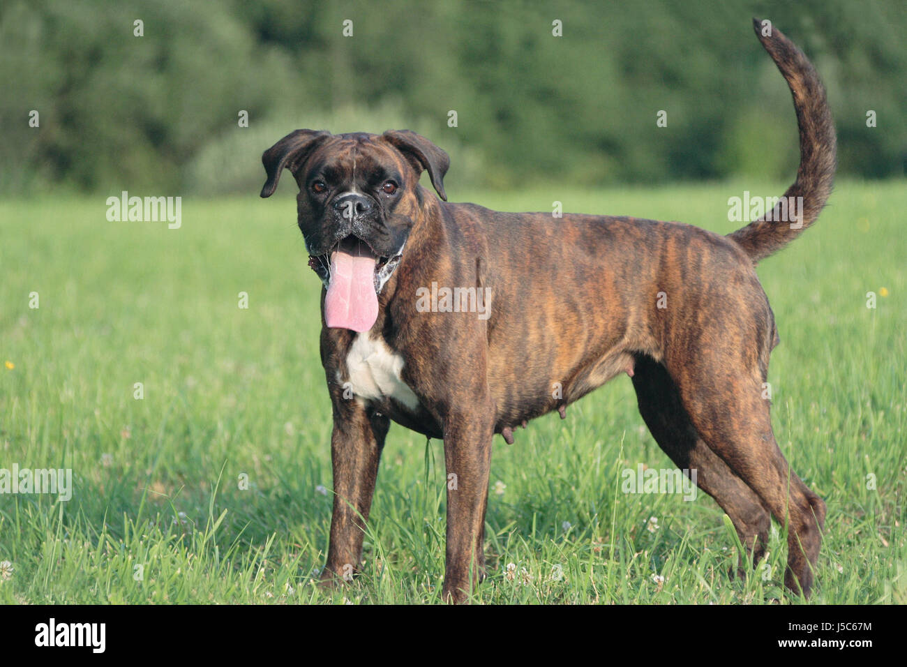 boxer is facing forest on meadow Stock Photo - Alamy