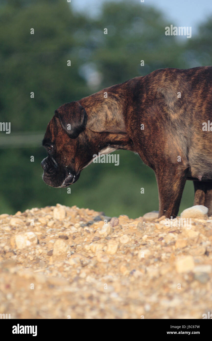 boxer dogs track on mound Stock Photo - Alamy