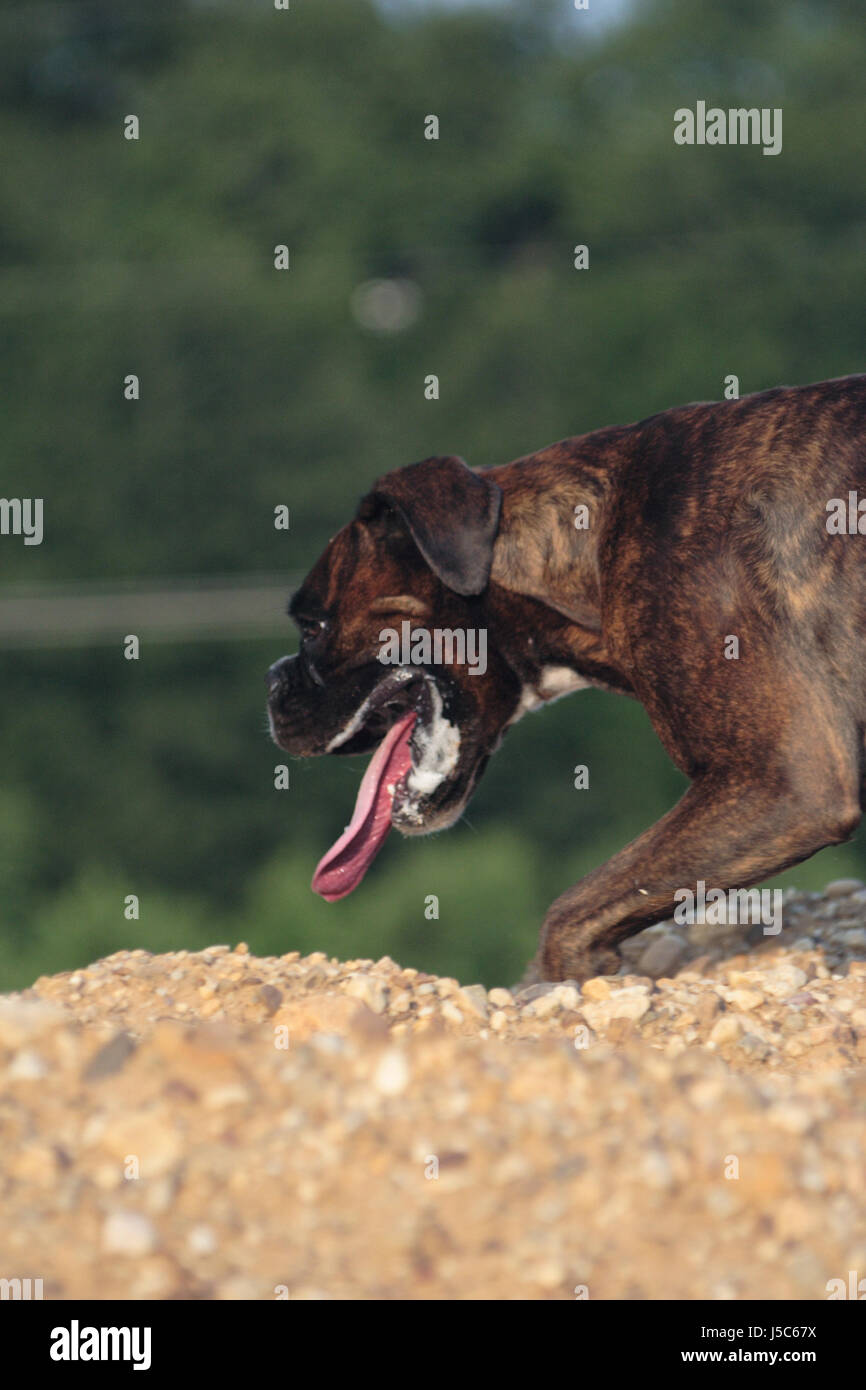 boxer dogs track on mound Stock Photo - Alamy