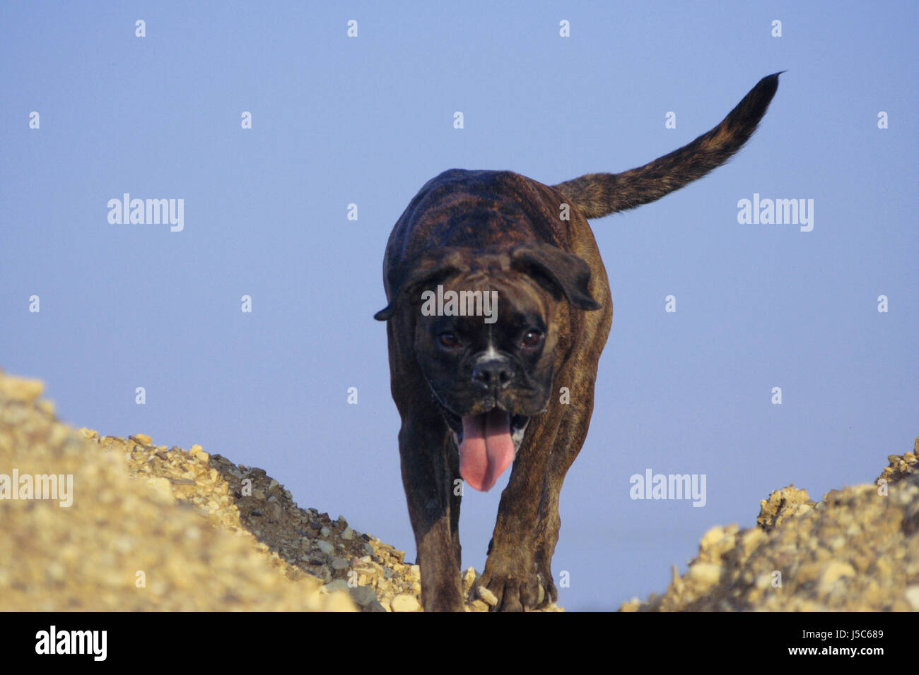 boxer dogs track on mound Stock Photo - Alamy