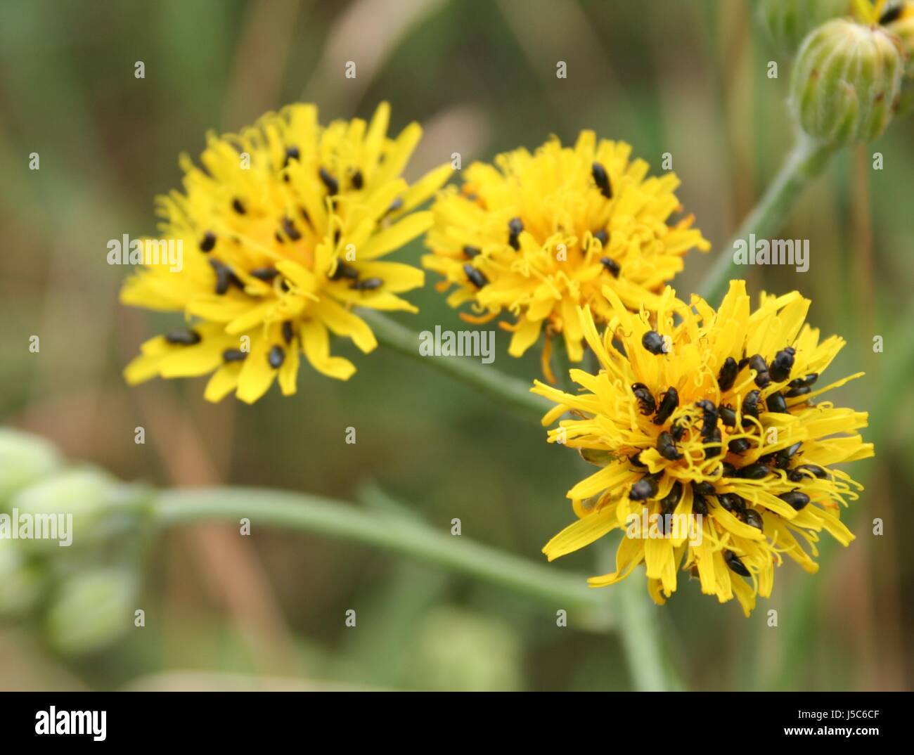 Fully comprehensive hi-res stock photography and images - Alamy