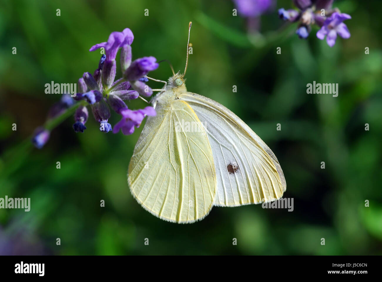 Echter weiling hi-res stock photography and images - Alamy