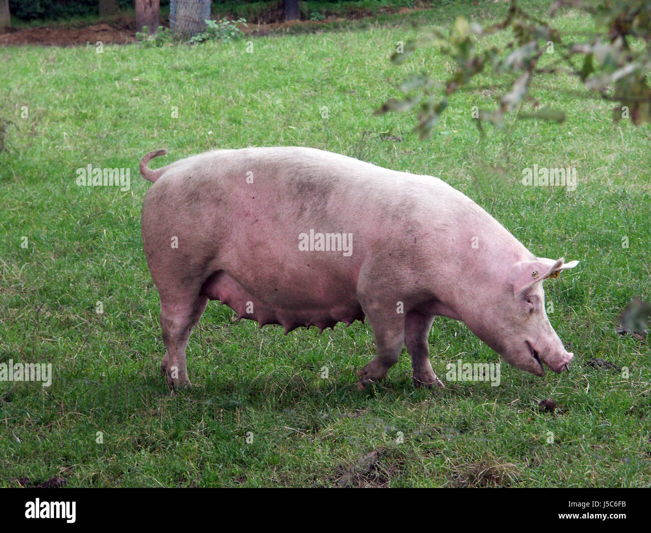 Schweinespeck hi-res stock photography and images - Alamy