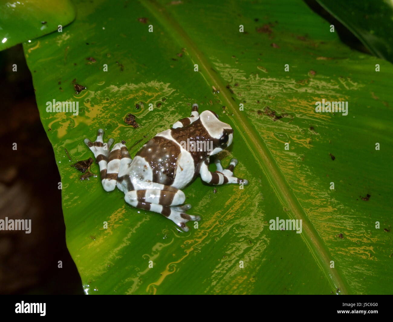 little milk frog Stock Photo - Alamy