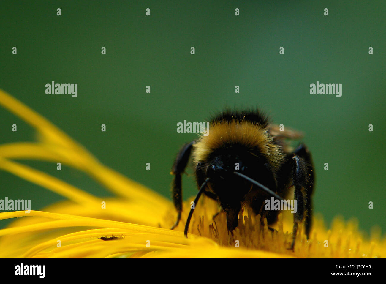 hummel at work Stock Photo - Alamy