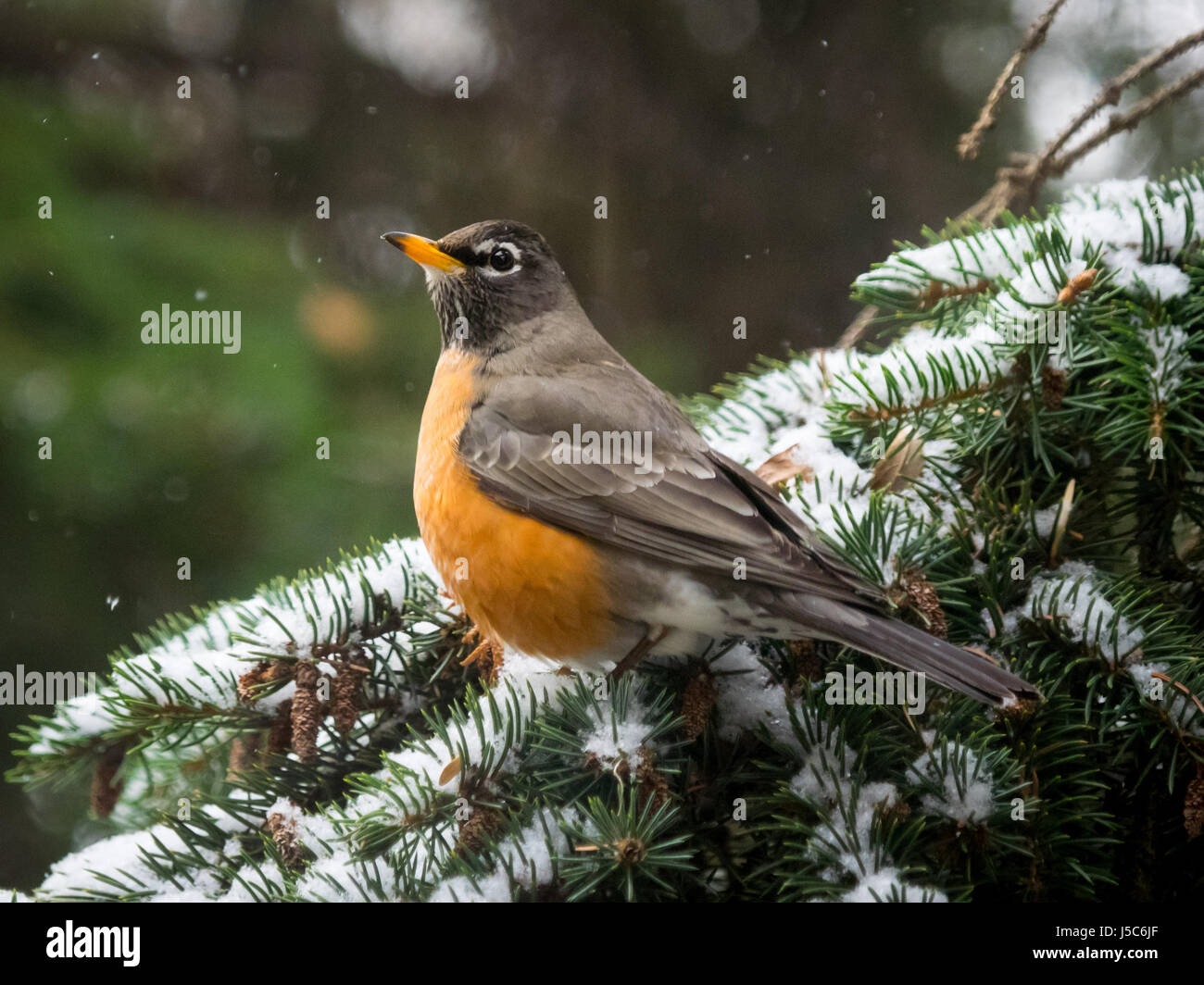 Female robin hi-res stock photography and images - Alamy