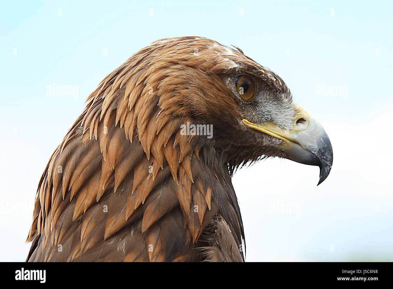 Adlerkopf hi-res stock photography and images - Alamy