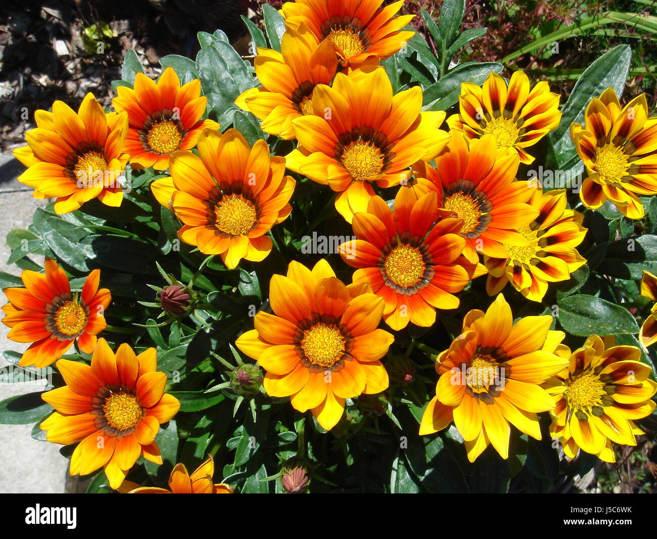 Mesembs hi-res stock photography and images - Alamy