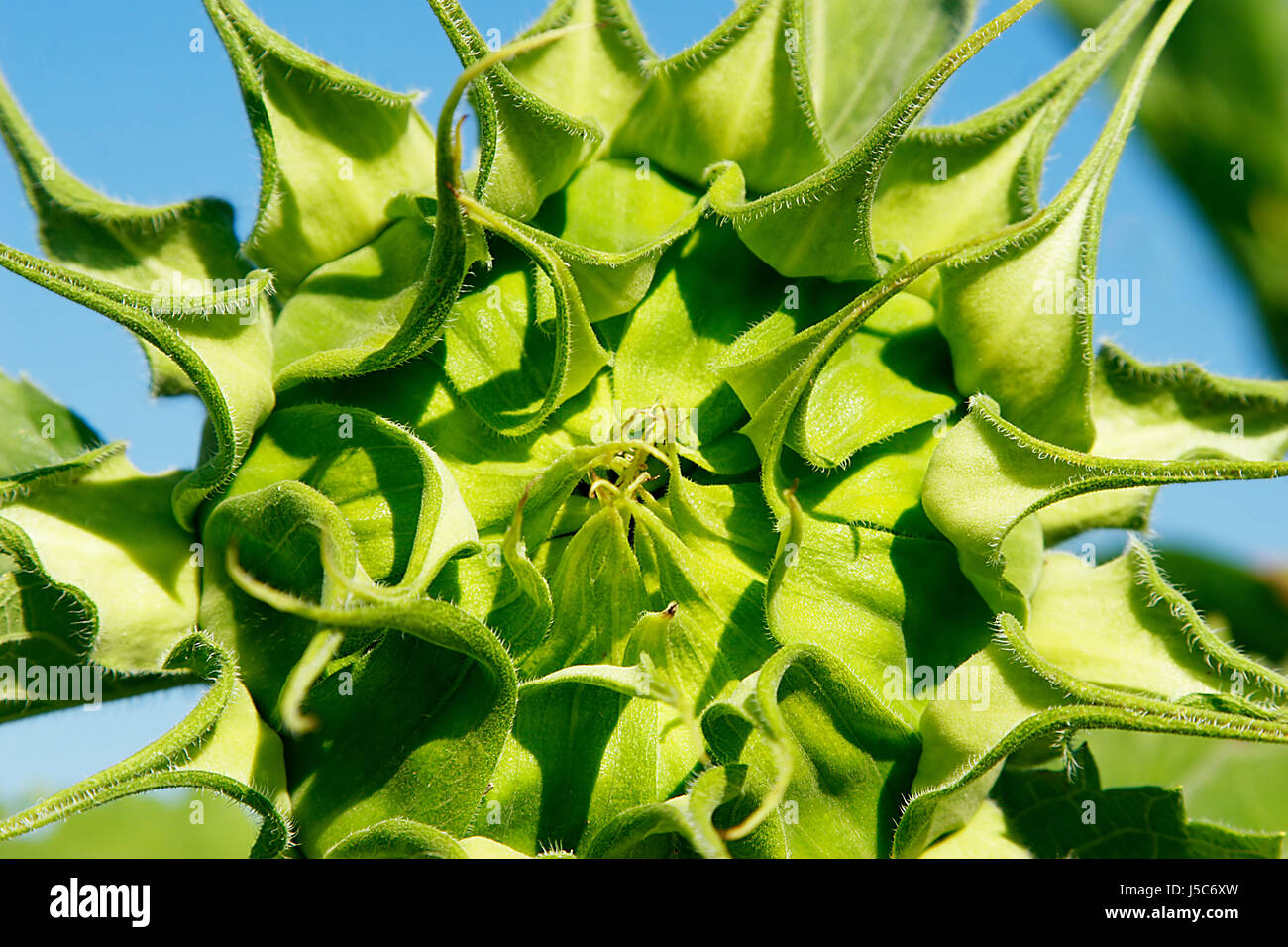 Lateral bud hi-res stock photography and images - Alamy
