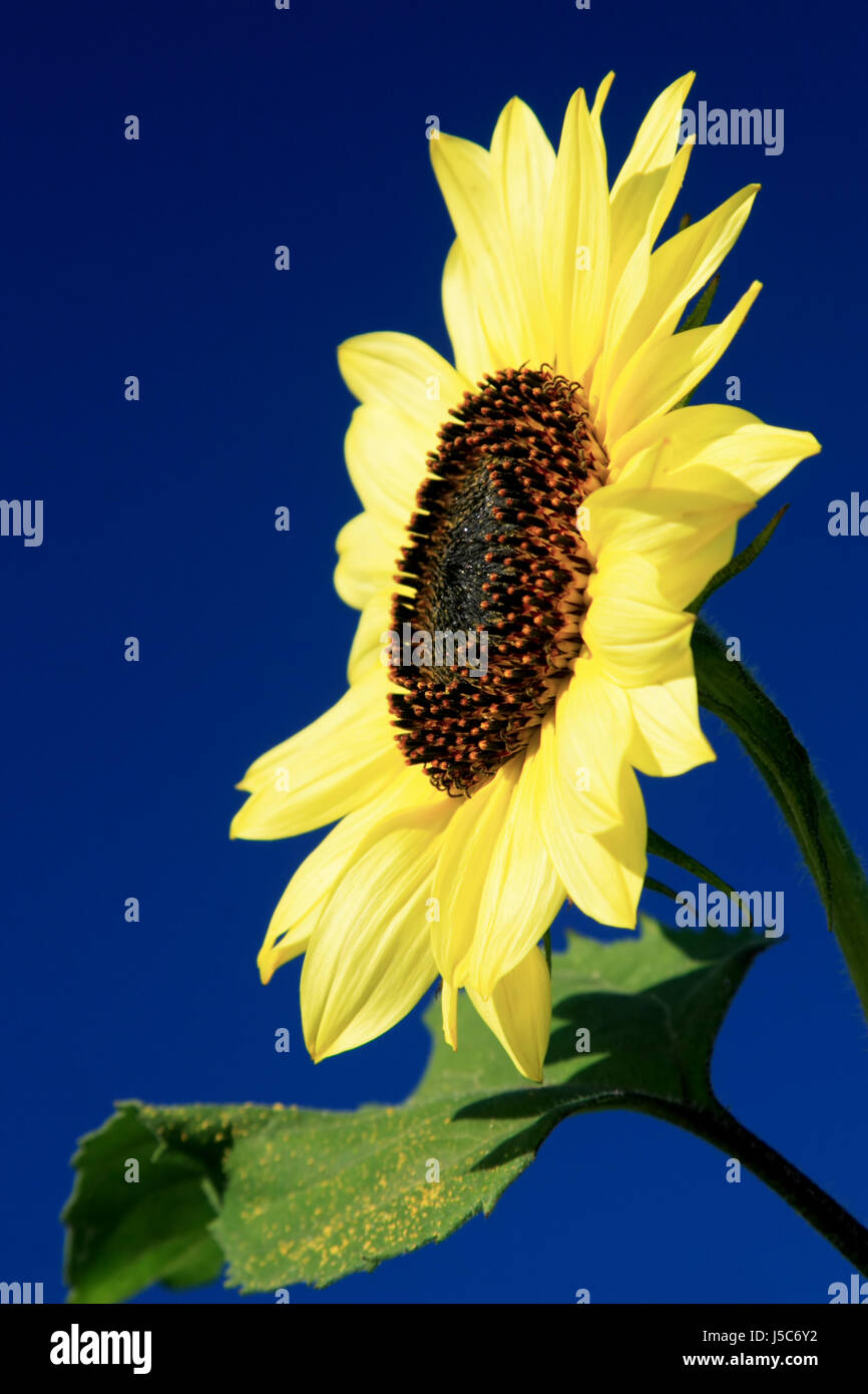 Yellow lateral petals hi-res stock photography and images - Alamy